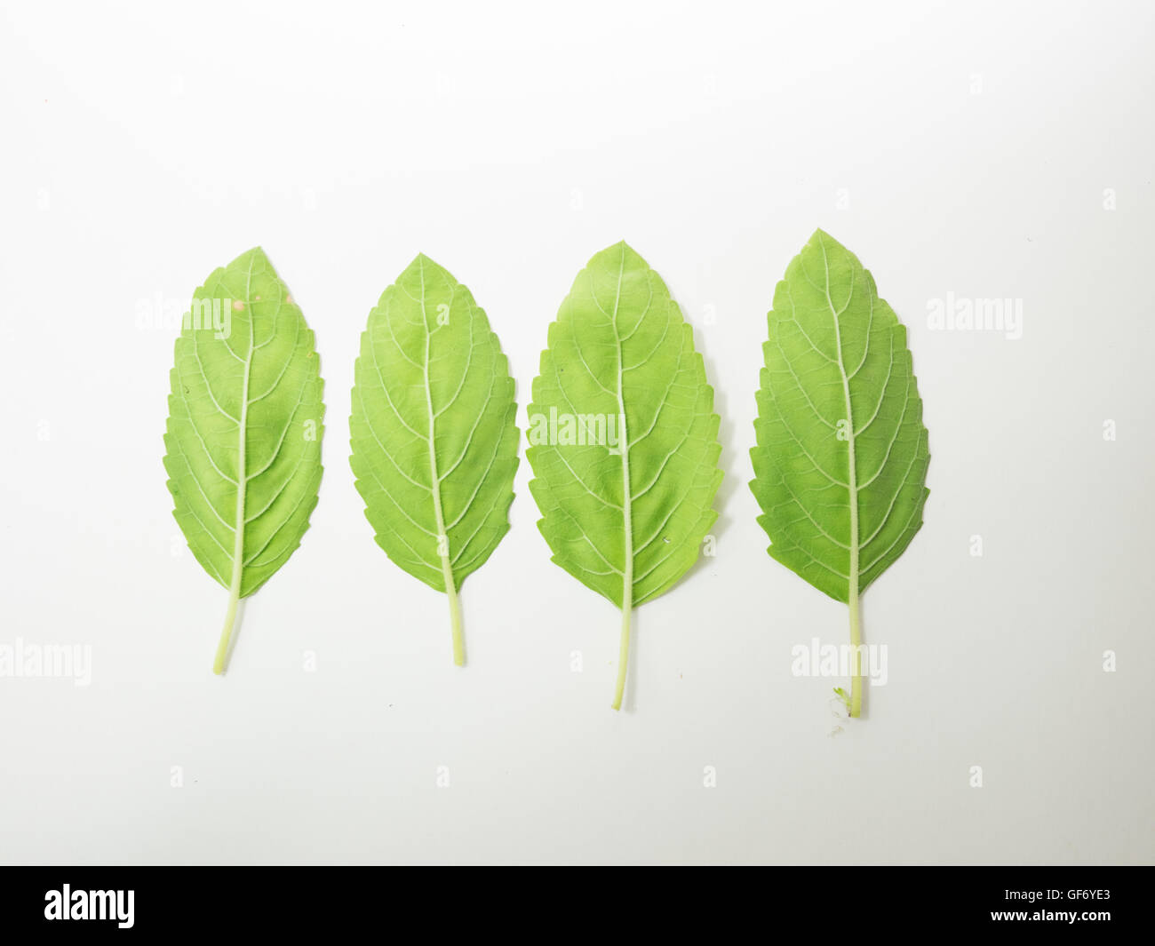 Hot leaf hi-res stock photography and images - Alamy