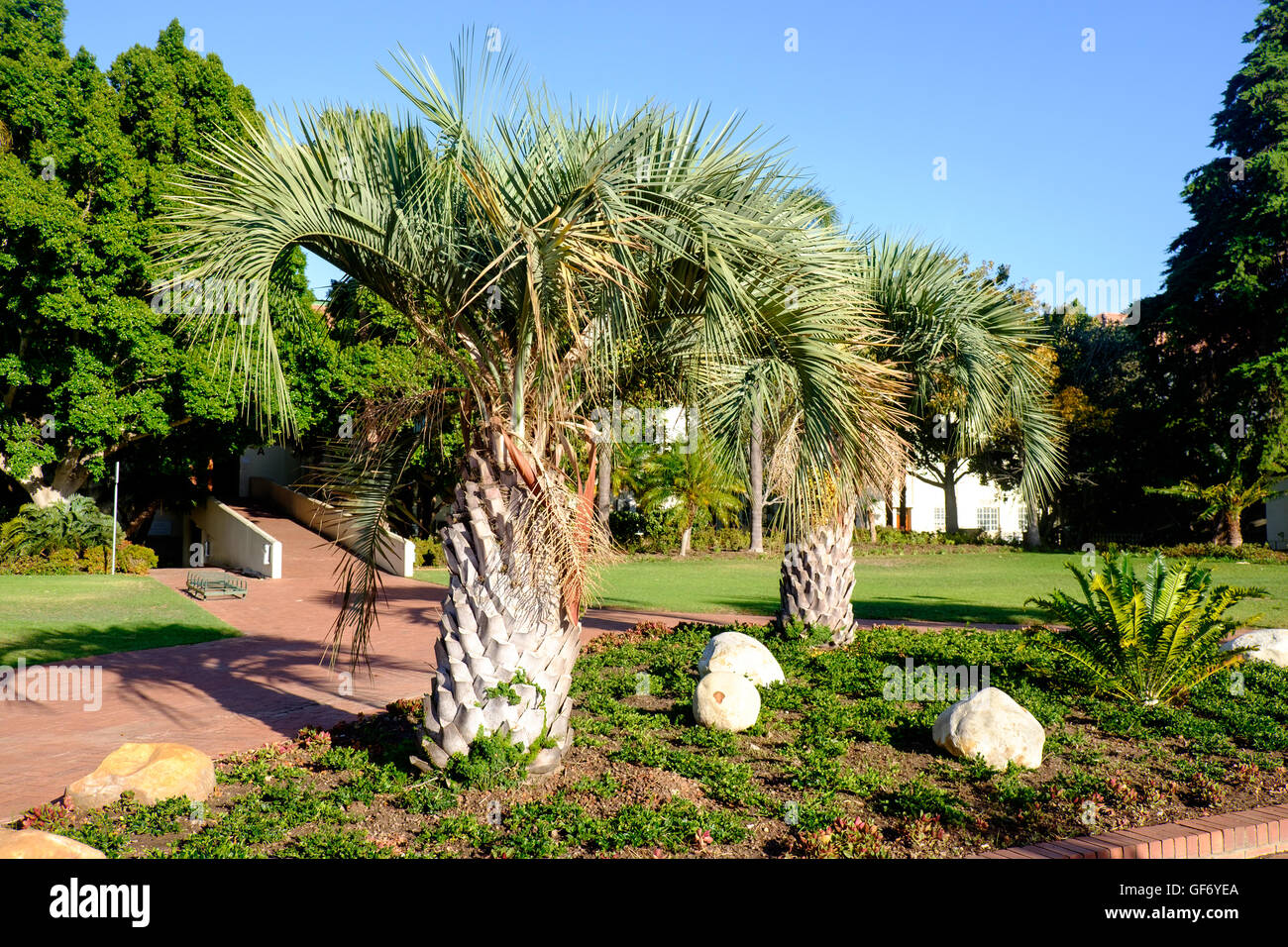 Palm trees on the campus of Stellenbosch University, South African ...