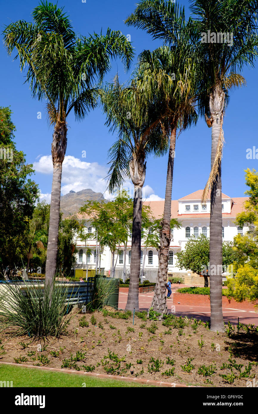 Palm trees on the campus of Stellenbosch University, South African ...