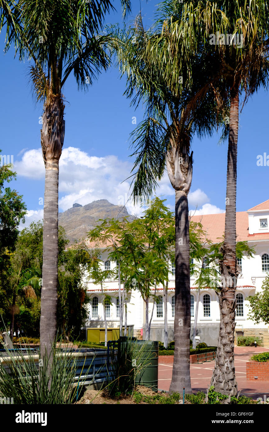 Palm trees on the campus of Stellenbosch University, South African ...