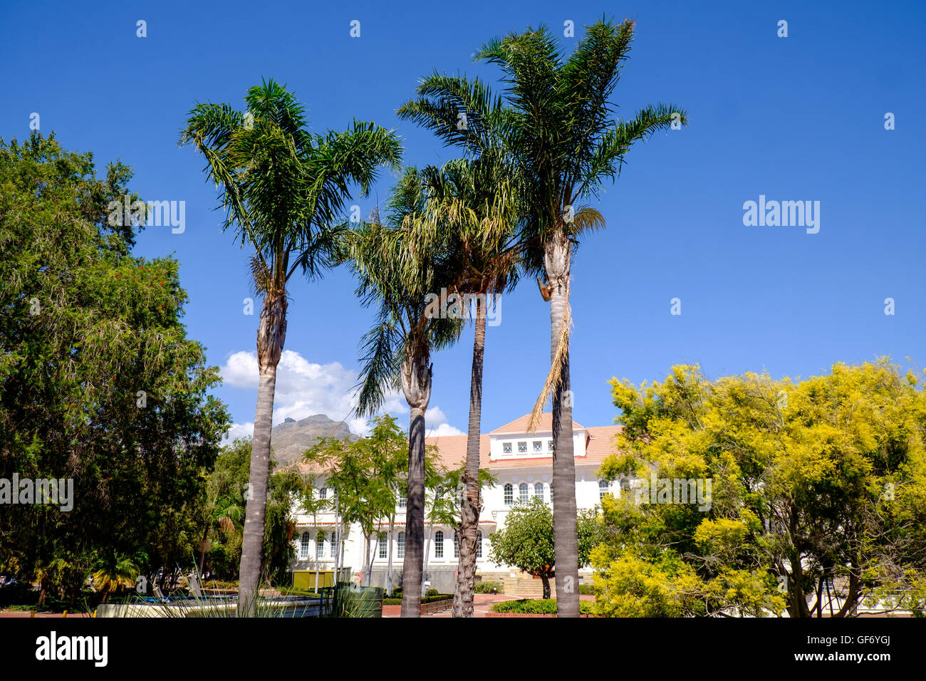 African palm tree on cape hi-res stock photography and images - Alamy