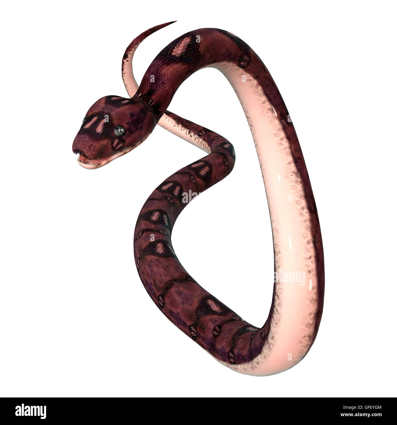 3D rendering of an anaconda snake isolated on white background Stock ...