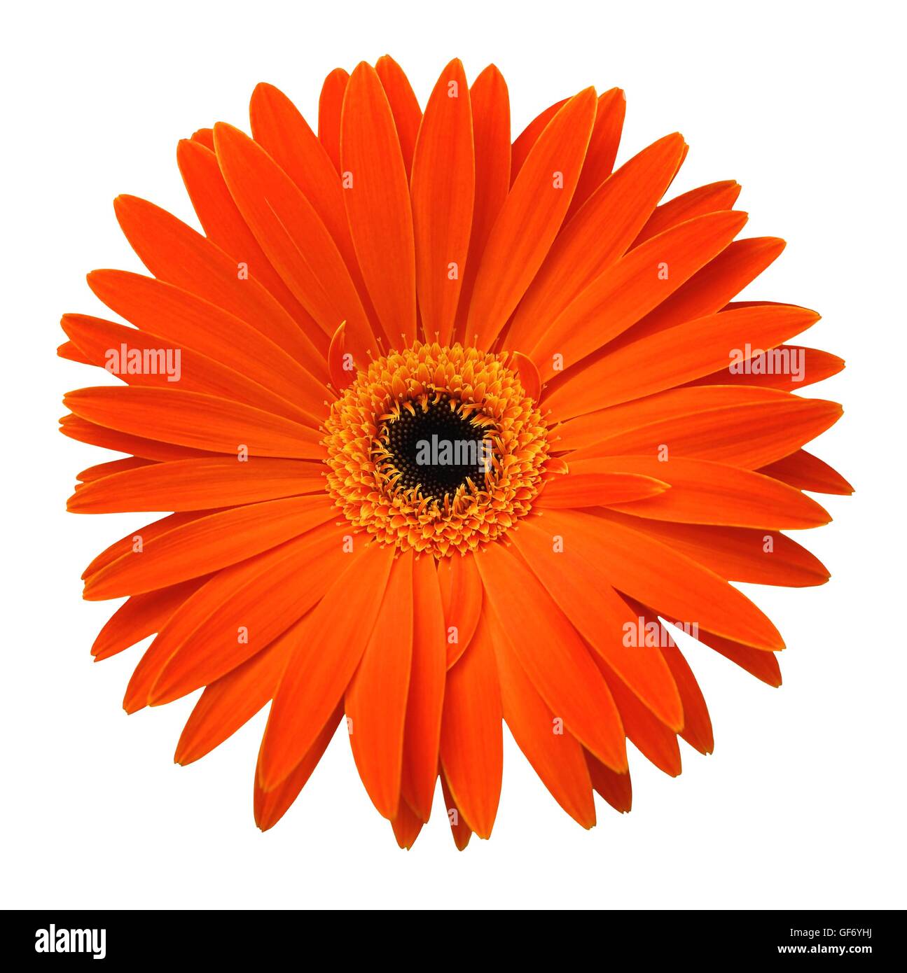 Single orange gerbera isolated on white background Stock Photo - Alamy