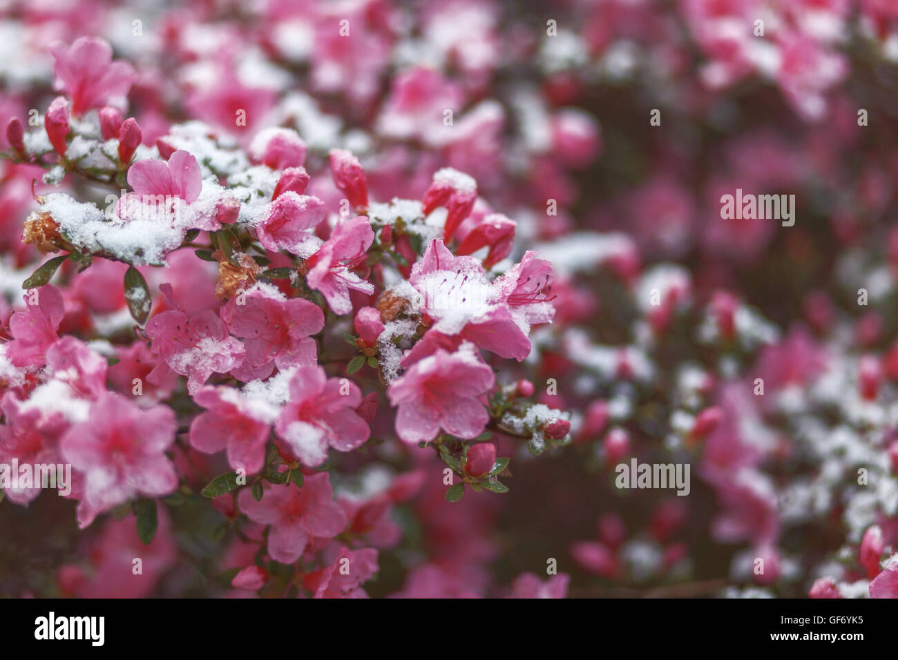 Freeze flower shoot hi-res stock photography and images - Alamy