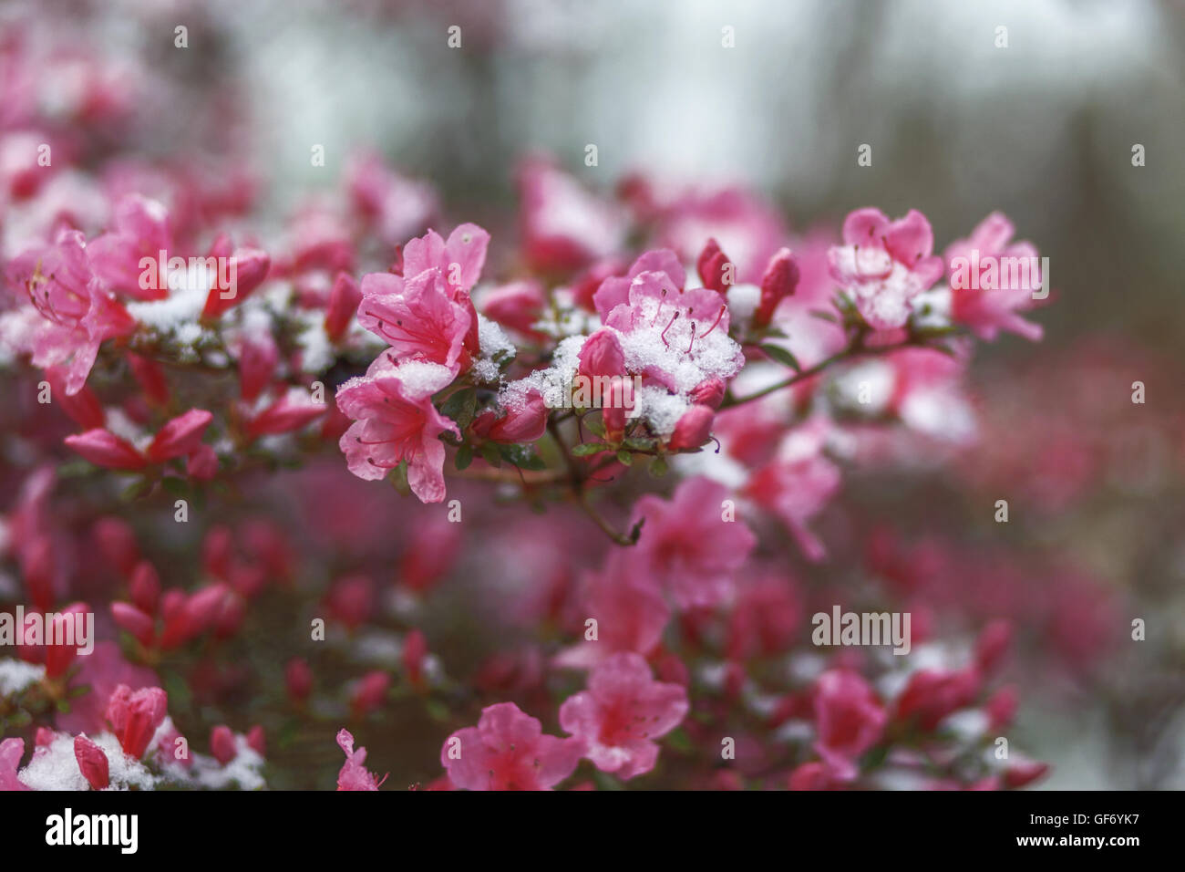 Red azalea bush in flower and covered in late April snow, UK Stock ...