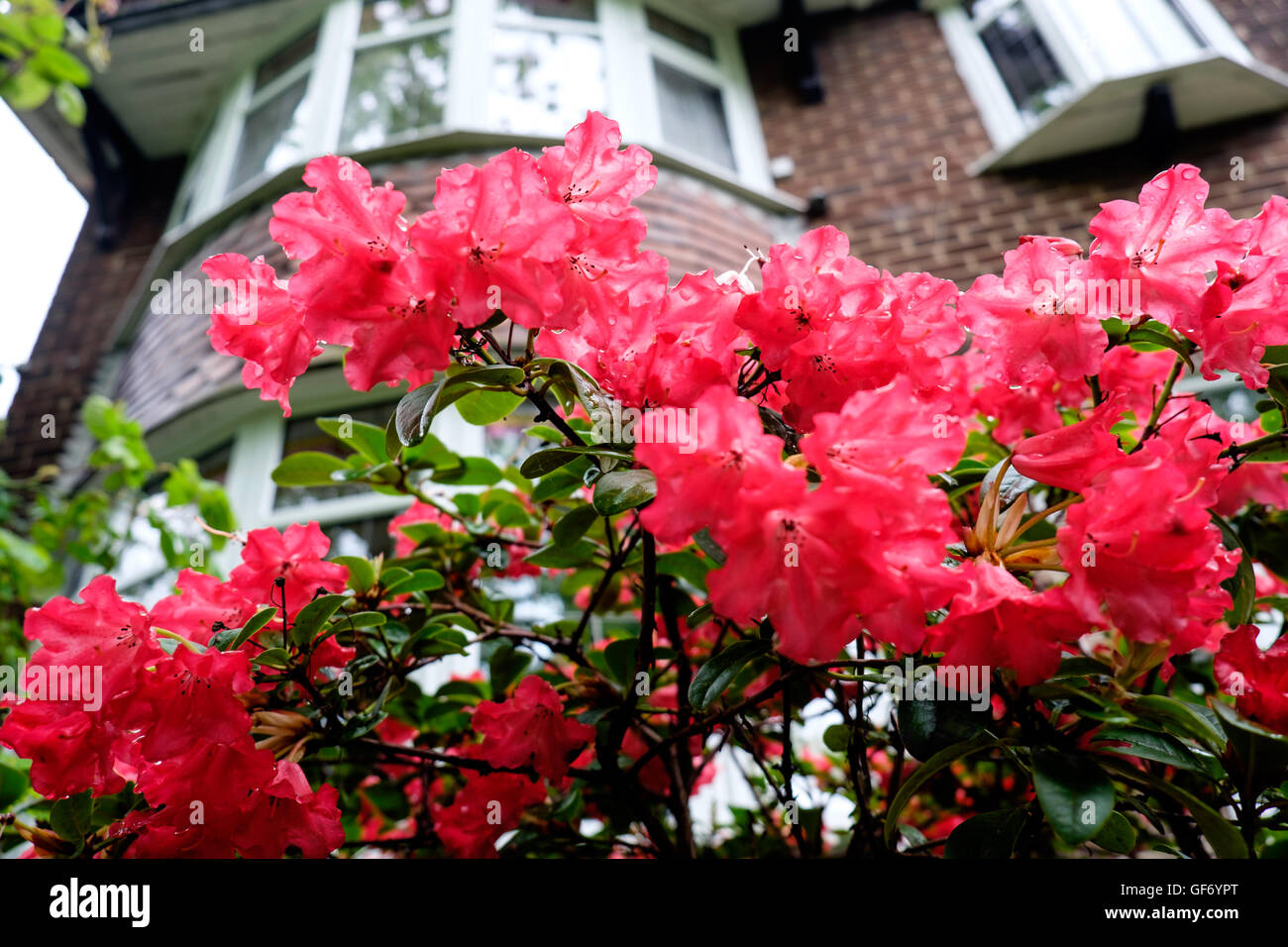 Red azalea bush in front garden of house from low angle, UK Stock Photo ...