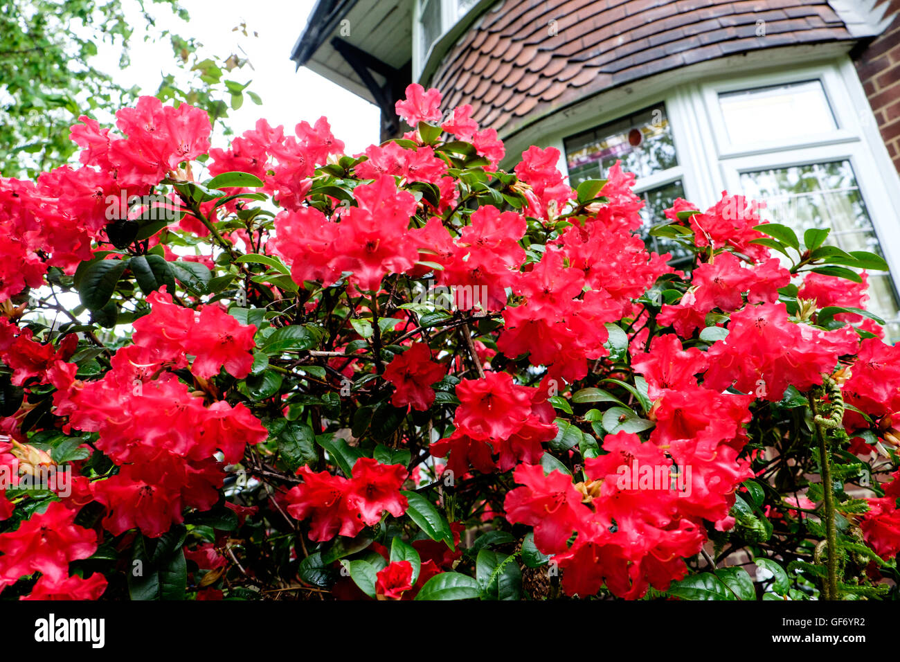 Red azalea bush in front garden of house from low angle, UK Stock Photo ...