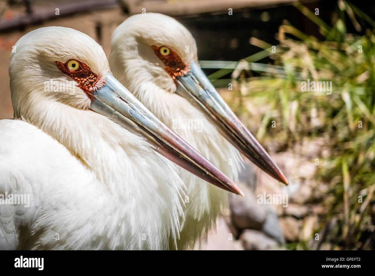 Two storks photographed in the zoo Stock Photo - Alamy