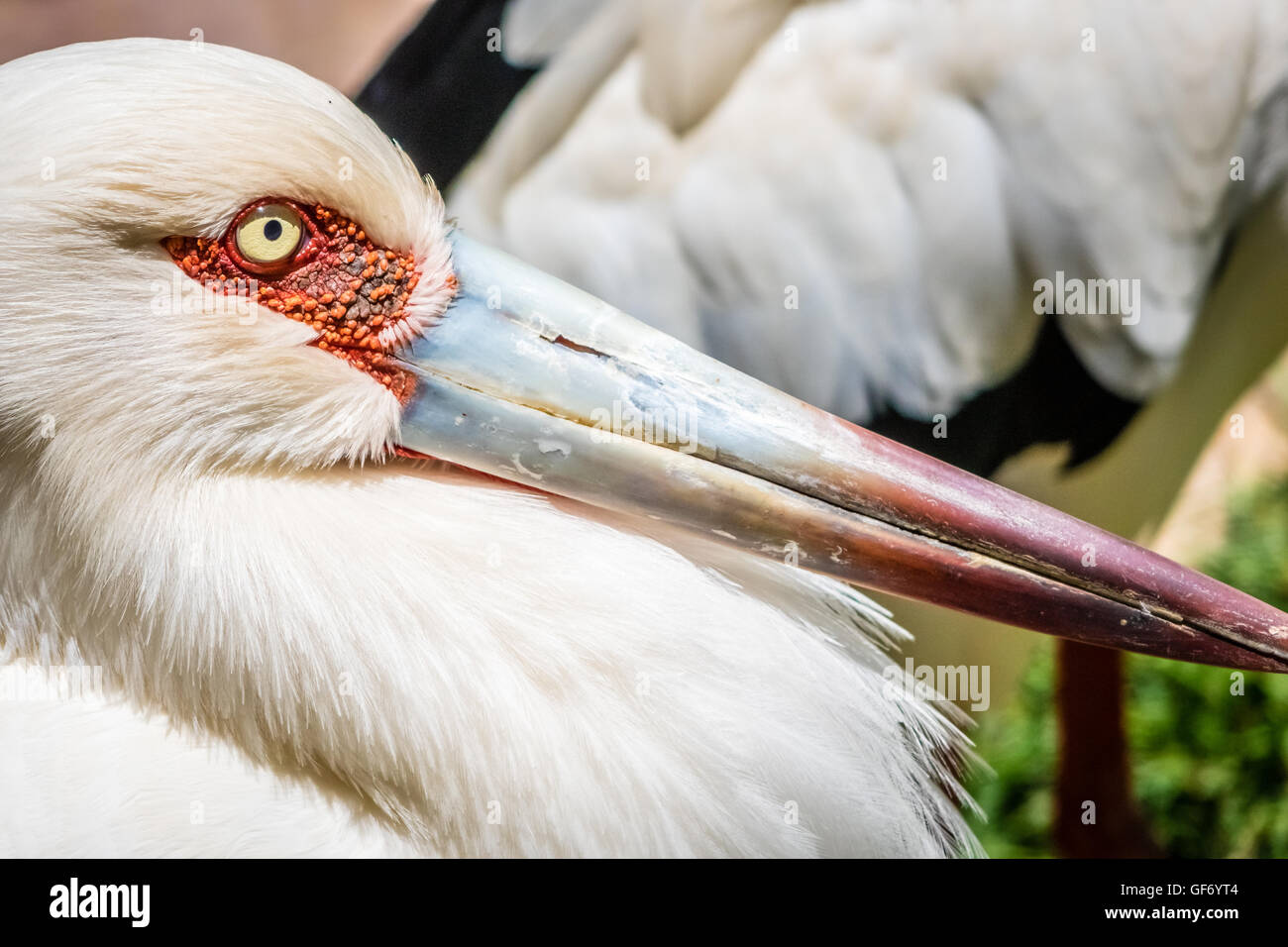 White stork close up photographed in the zoo Stock Photo - Alamy