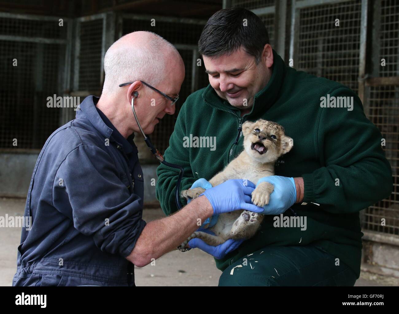 Vet colin scott hi-res stock photography and images - Alamy