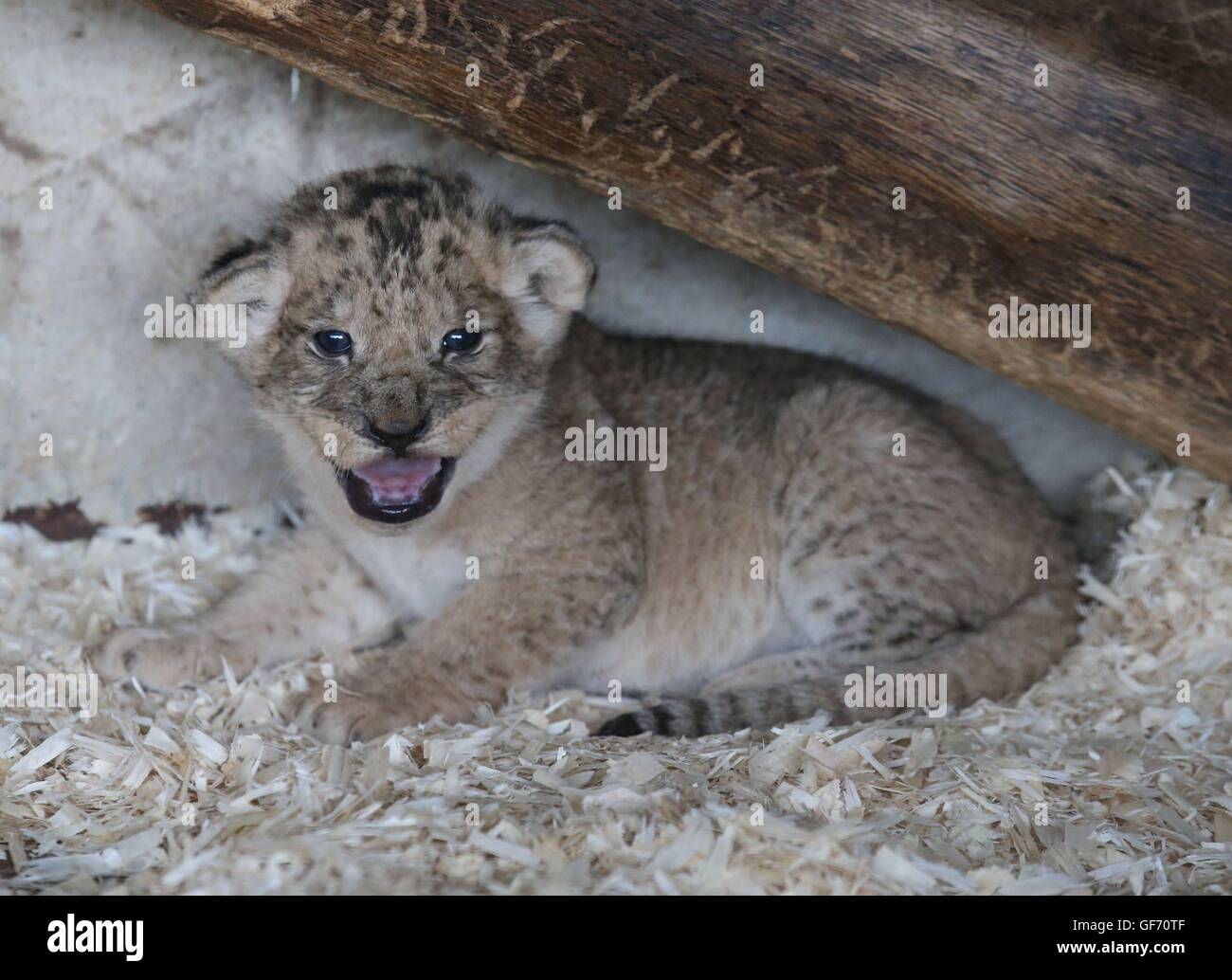 One of the four three week old lion cubs before they given a health ...