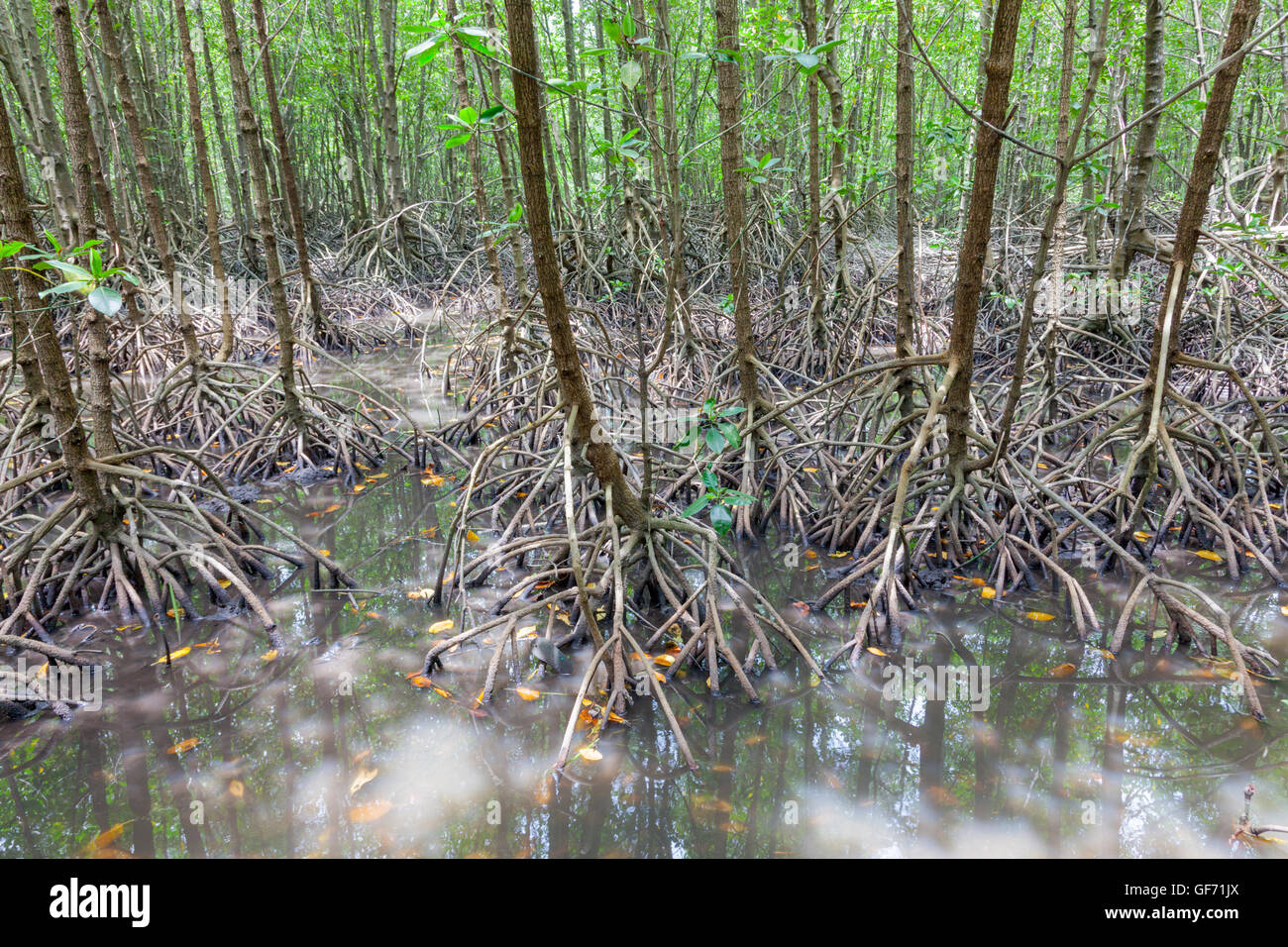 mangrove swamp and trees in The Wetlands Centre, Kota Kinabalu Borneo ...