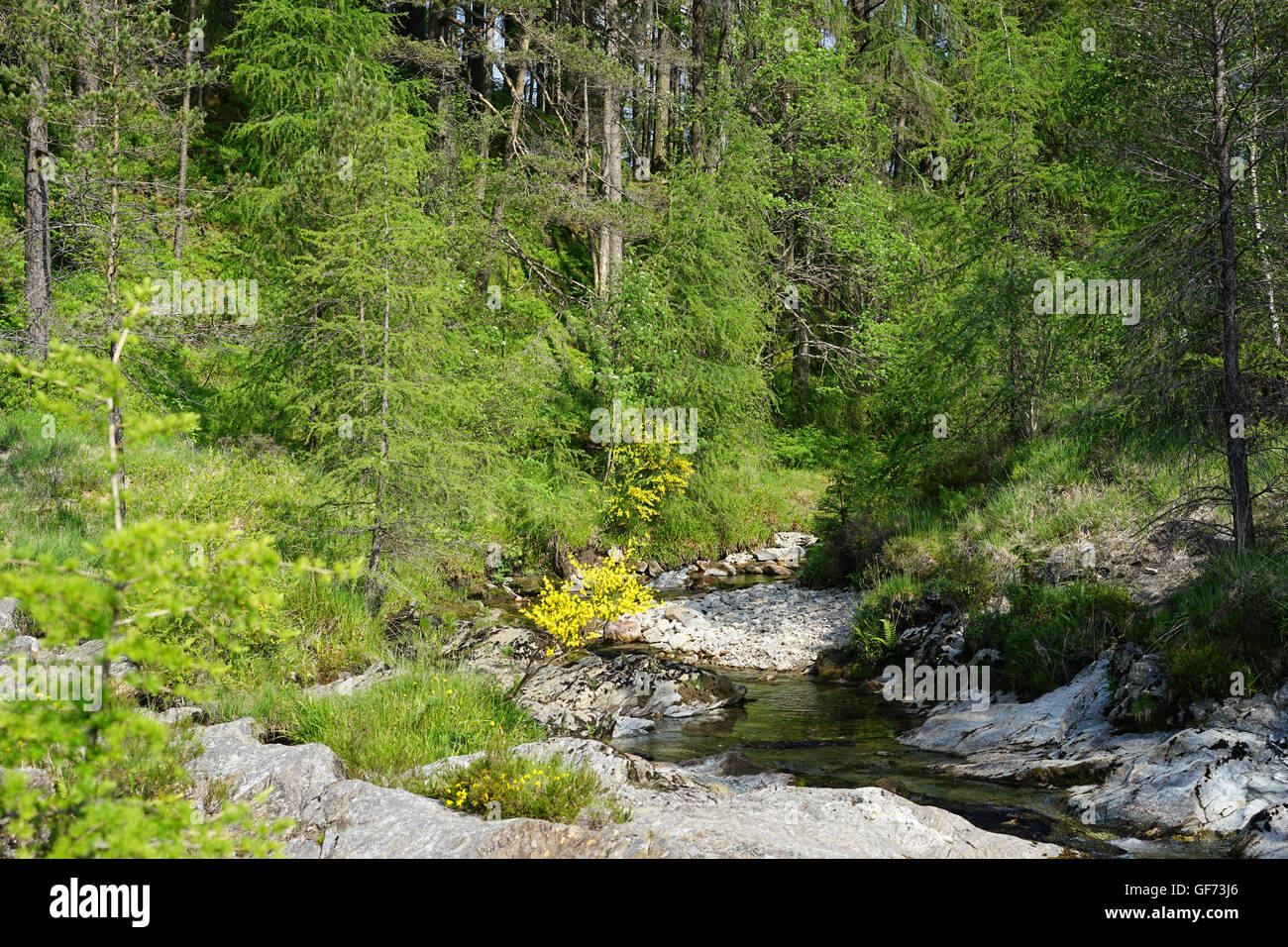 Sunlight through trees scotland hi-res stock photography and images - Alamy