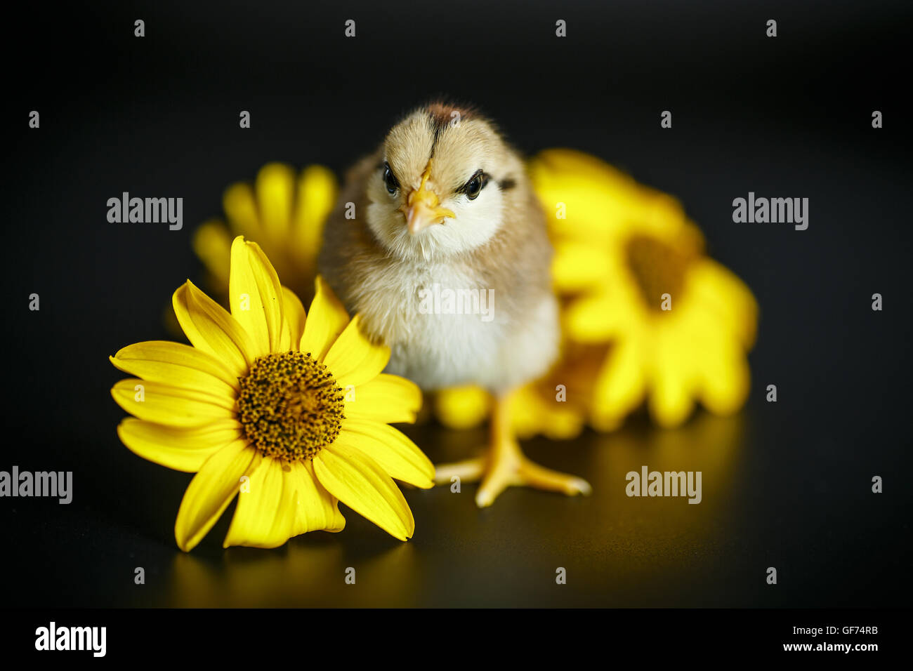 cute little chicken Stock Photo - Alamy