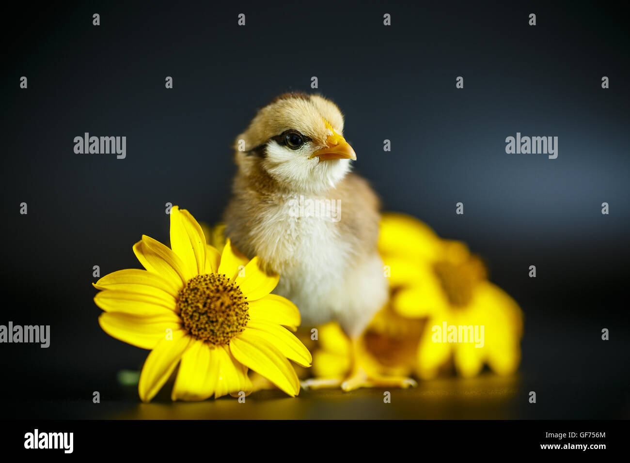 cute little chicken Stock Photo - Alamy