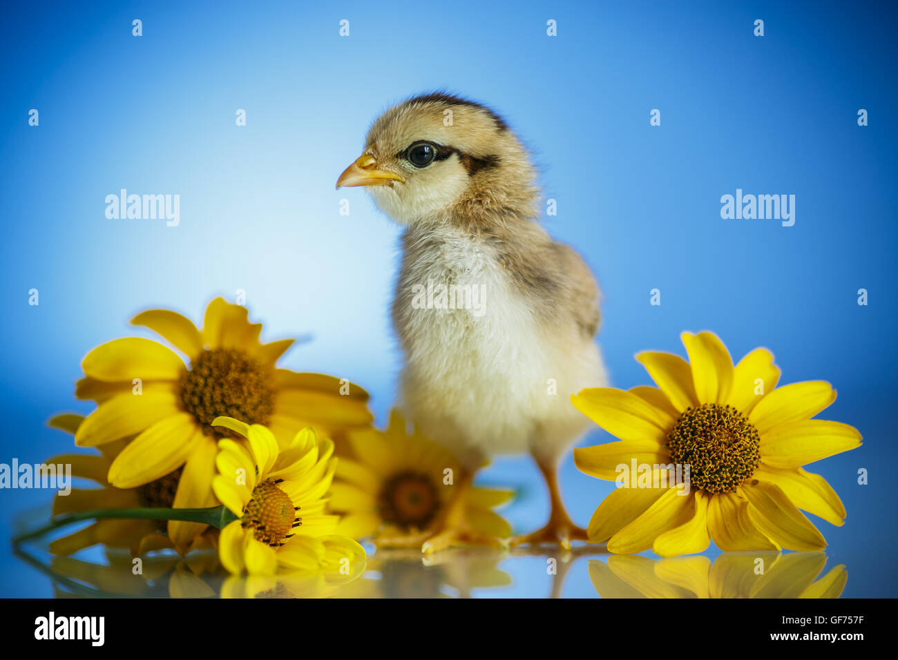cute little chicken Stock Photo - Alamy