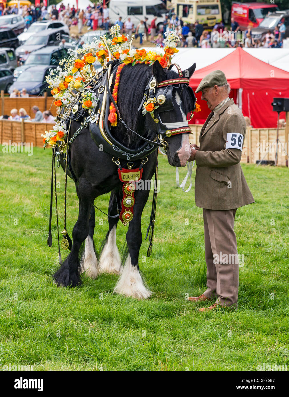 Decorated heavy horses at Ryedale show Stock Photo - Alamy