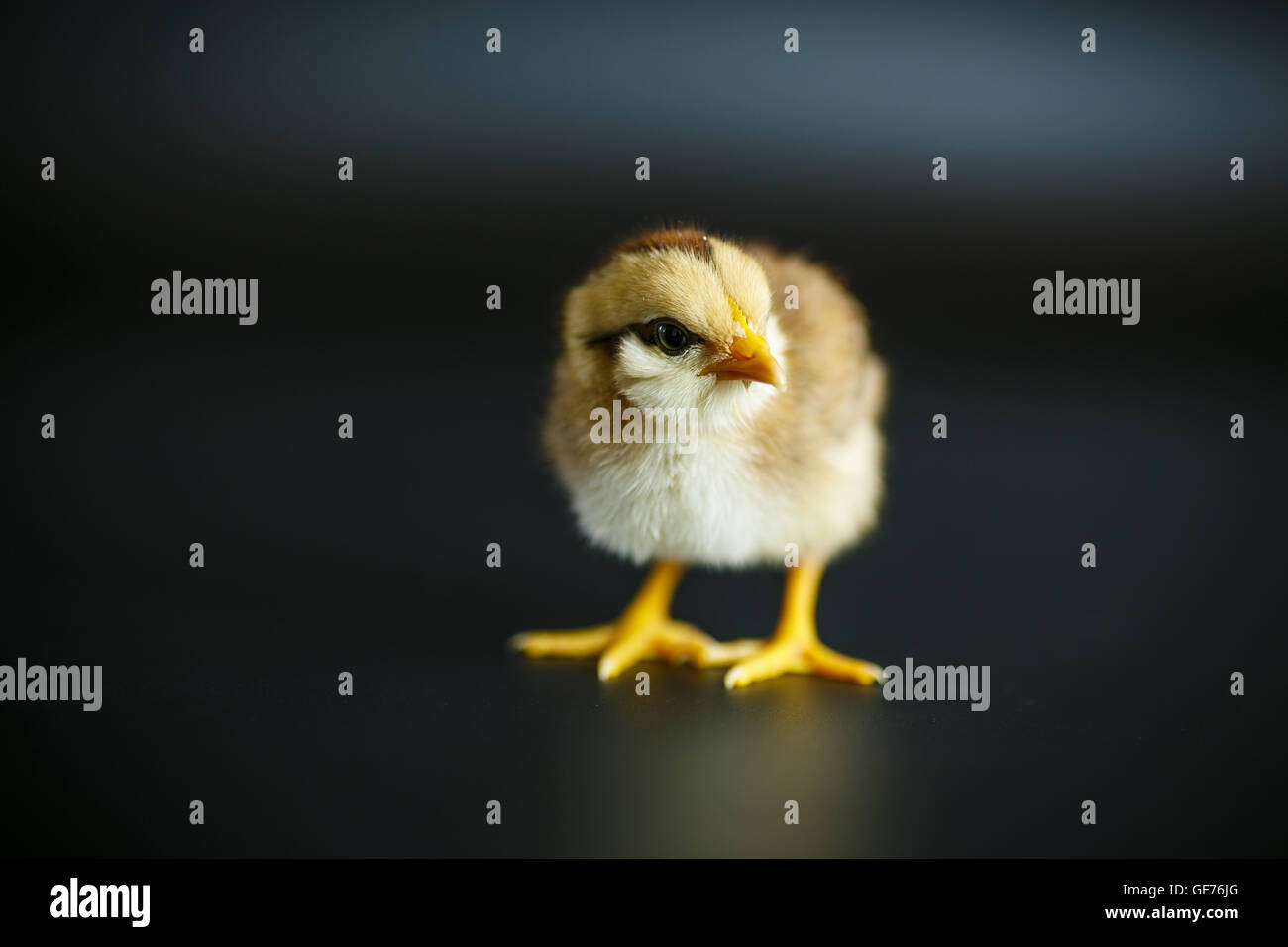 cute little chicken Stock Photo - Alamy