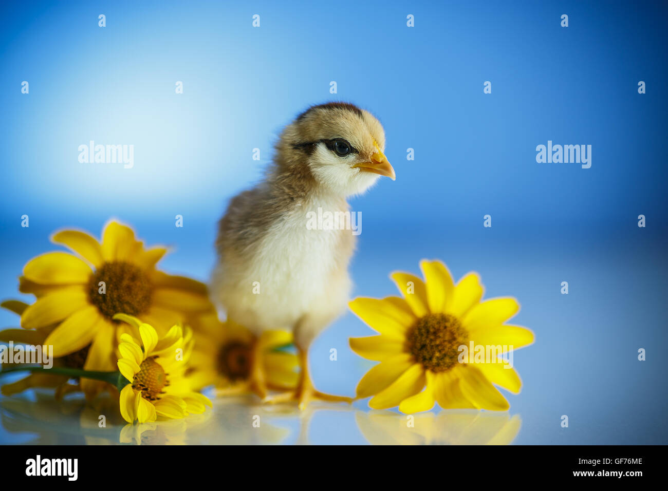 cute little chicken Stock Photo - Alamy