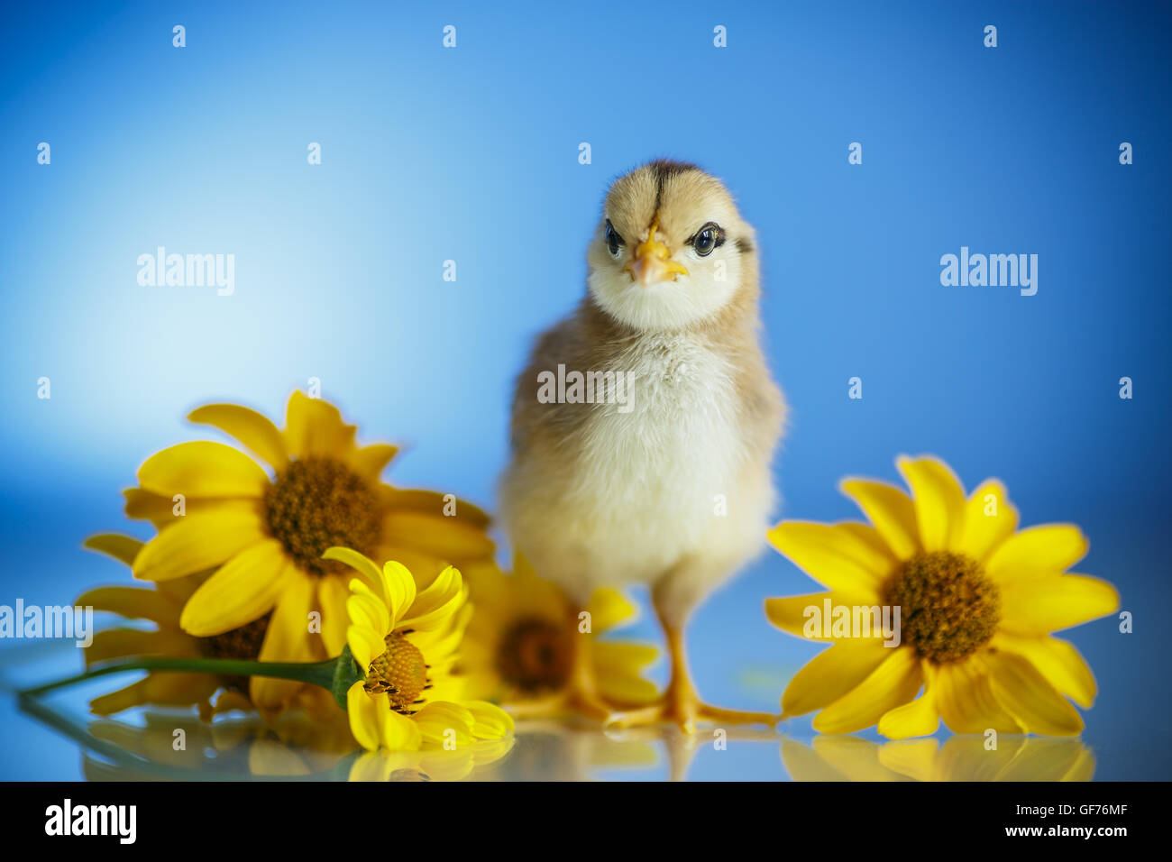 cute little chicken Stock Photo - Alamy