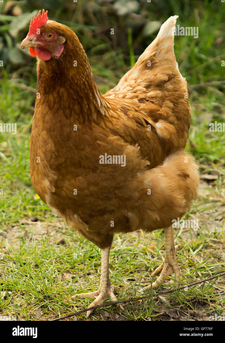 Full Body Shot of Chicken/Hen Stock Photo - Alamy