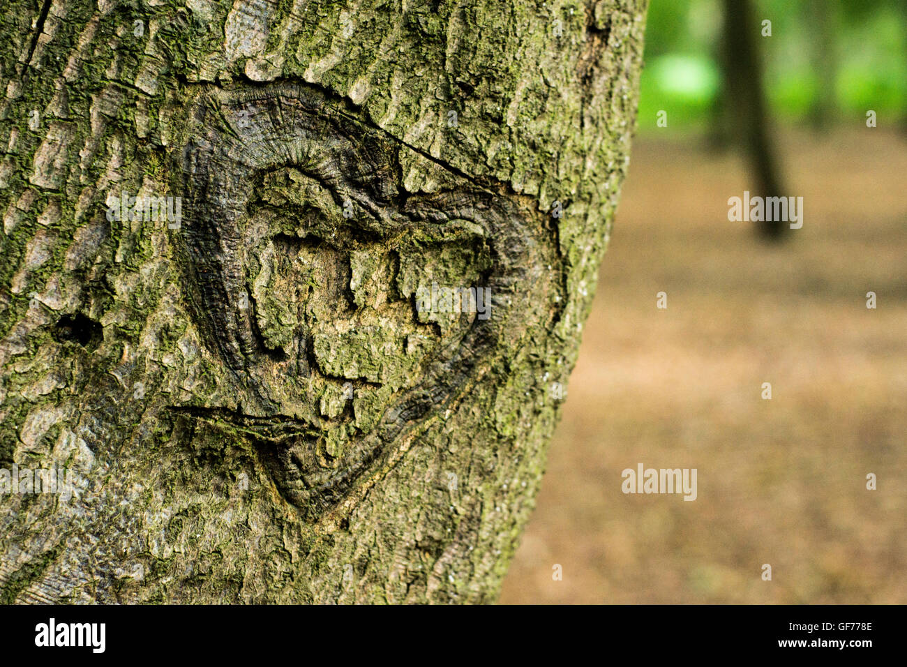 Love woodland hi-res stock photography and images - Alamy