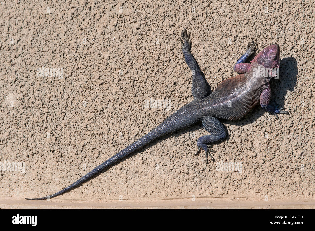 Tanzania, Serengeti NP, male Kenyan Rock Agama, Agama lionotus Stock ...