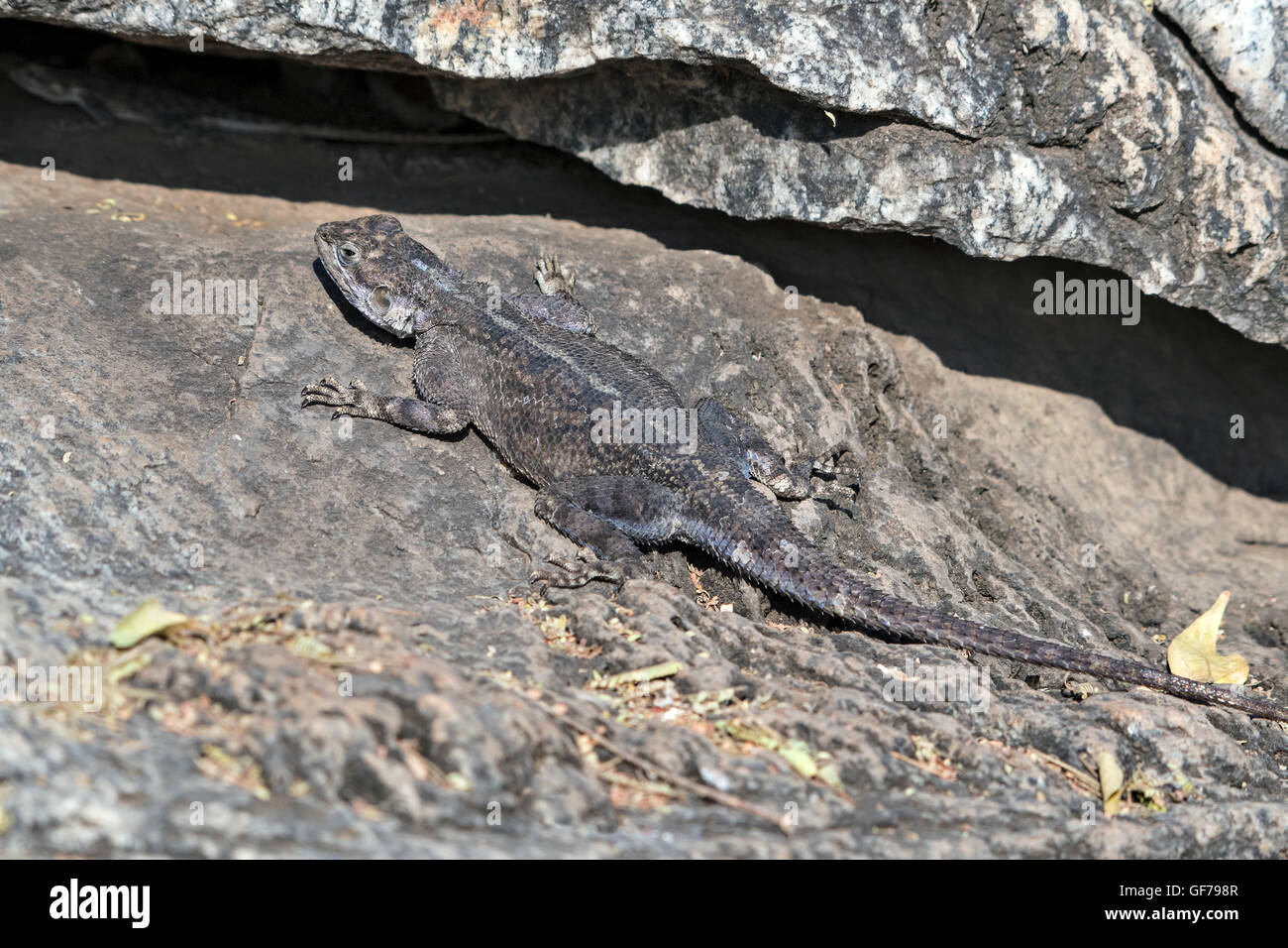 Lionotus High Resolution Stock Photography and Images - Alamy