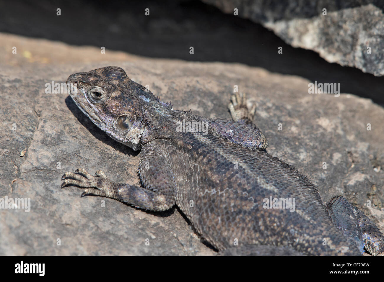 Tanzania, Serengeti NP, female Kenyan Rock Agama, Agama lionotus Stock ...