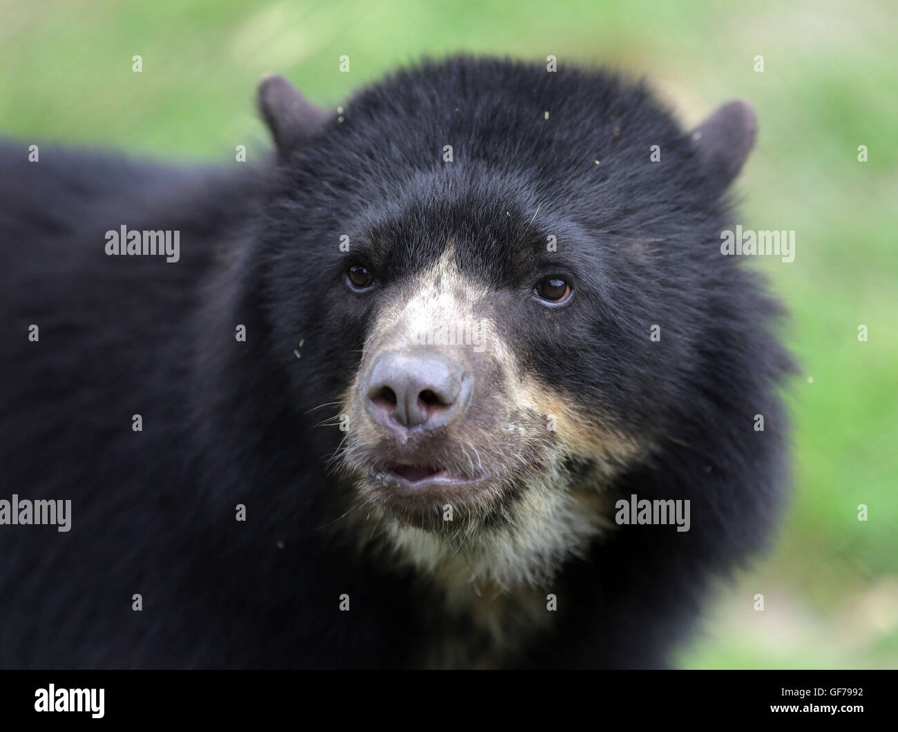 A female Spectacled Bear named Ryna, one of two of the bears native to ...
