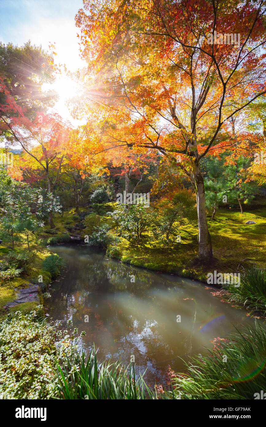 Colorful autunm treetops Stock Photo - Alamy