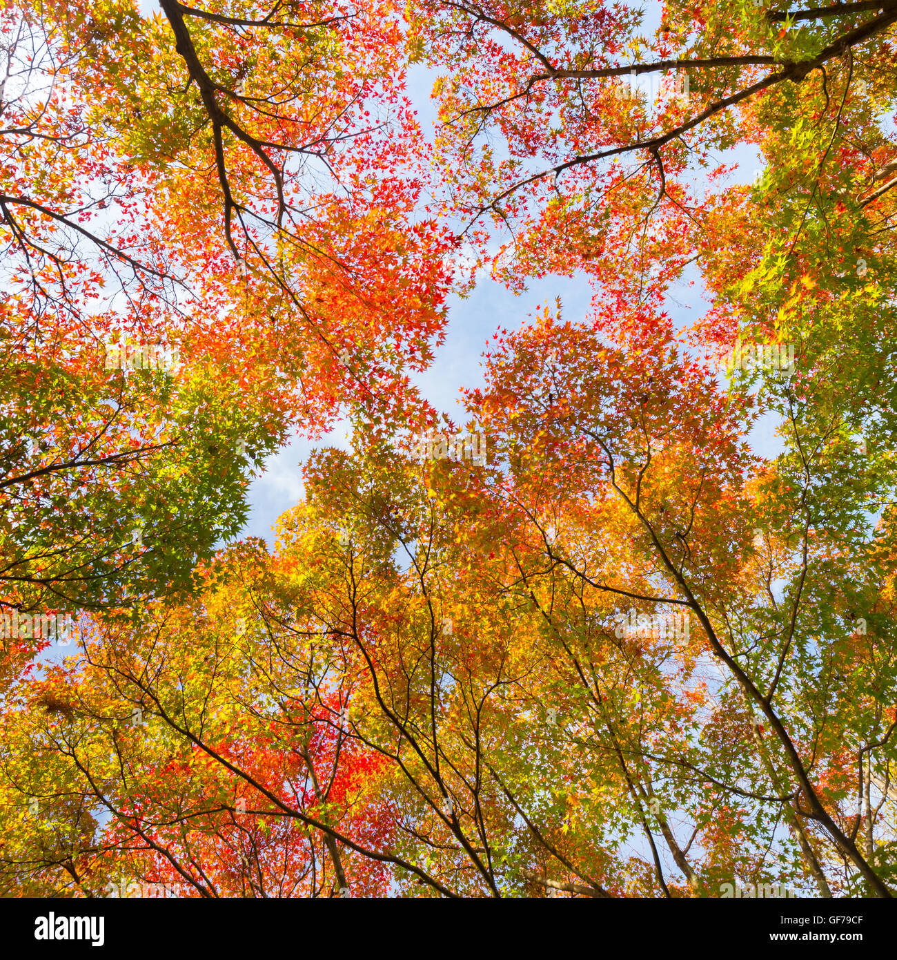 Colorful autunm treetops Stock Photo - Alamy