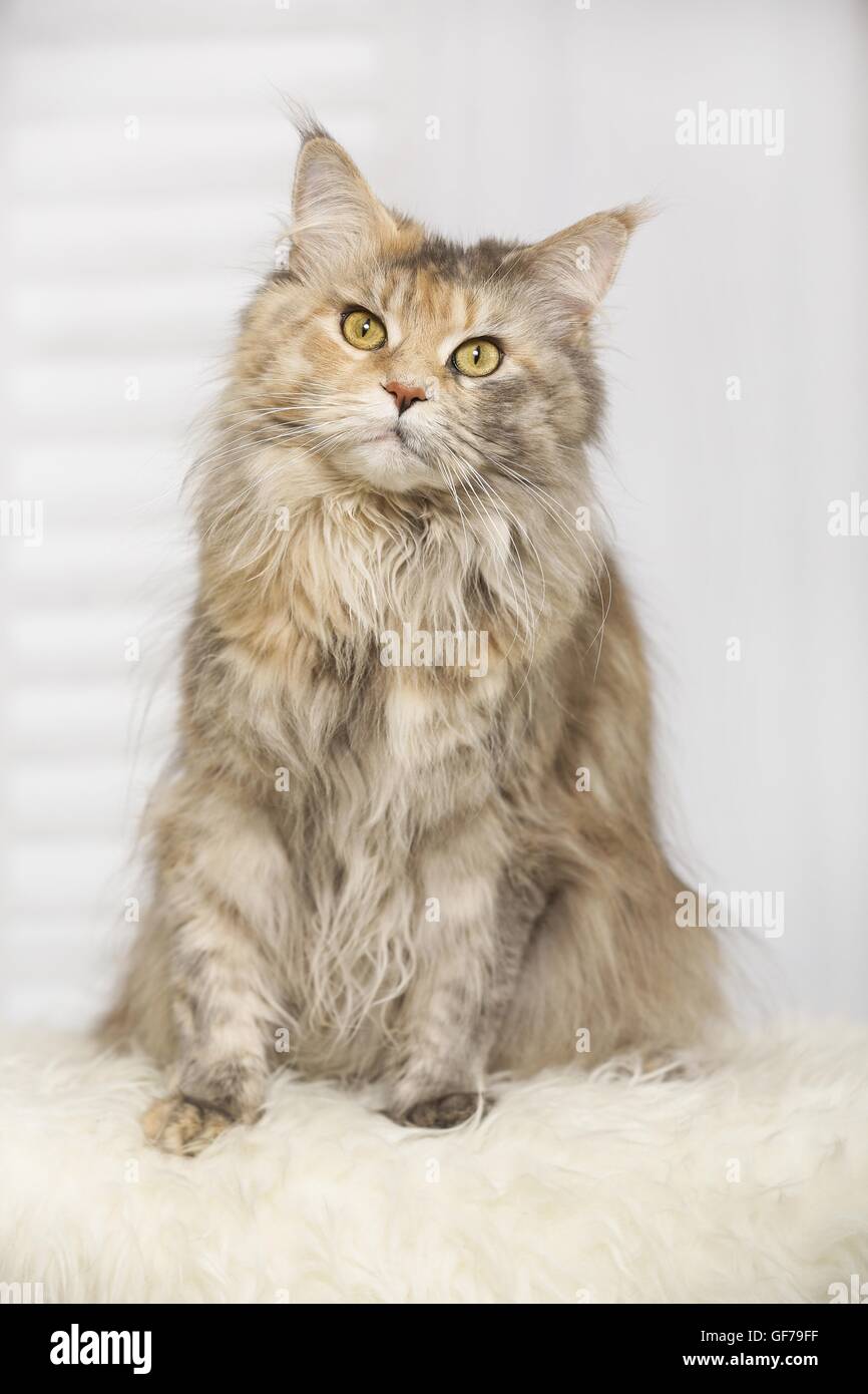 sitting Maine Coon Stock Photo - Alamy