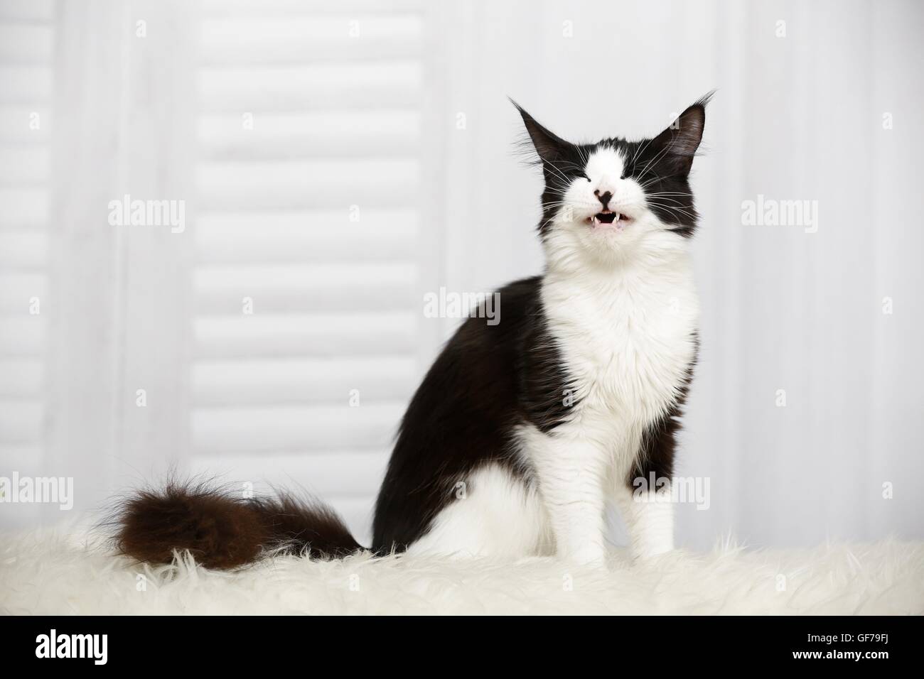 yawning Maine Coon Stock Photo - Alamy