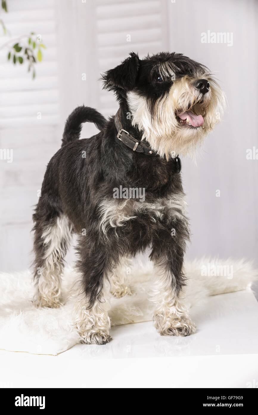 Silver and black schnauzer hi-res stock photography and images - Alamy