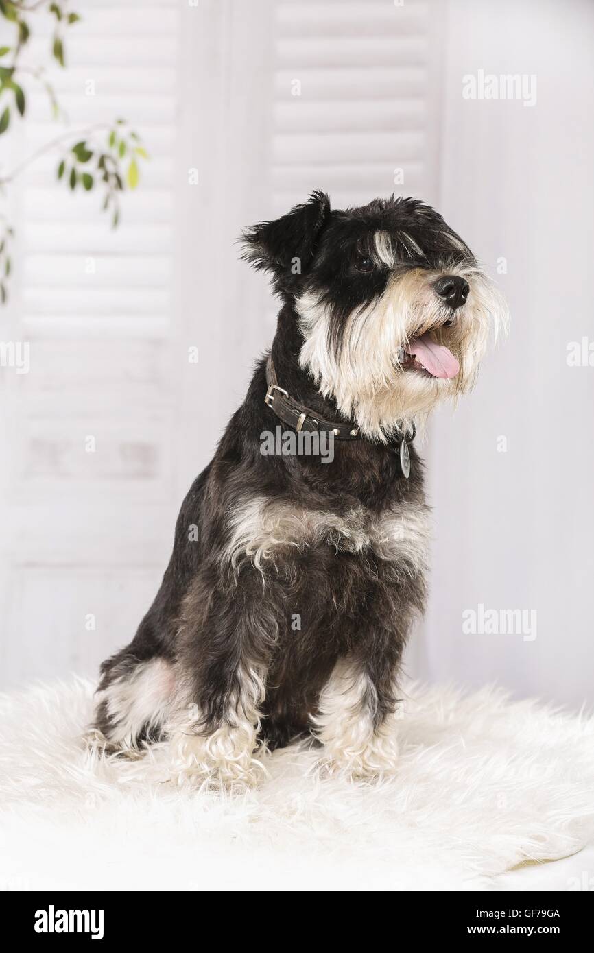 sitting Miniature Schnauzer Stock Photo - Alamy