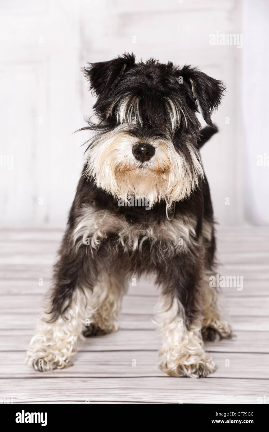 Schnauzer hi-res stock photography and images - Alamy