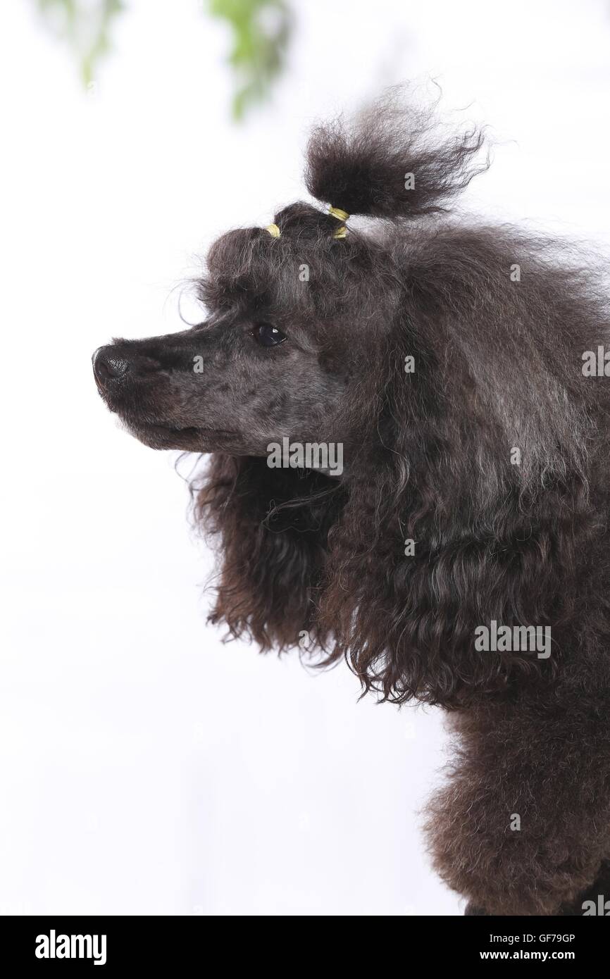 Miniature Poodle Portrait Stock Photo - Alamy
