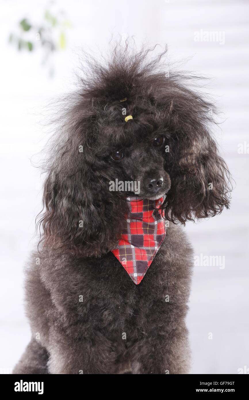 Miniature Poodle Portrait Stock Photo - Alamy