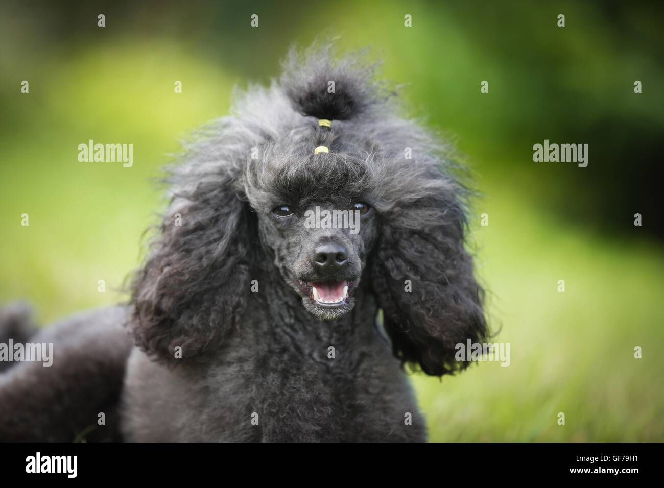Miniature Poodle Portrait Stock Photo - Alamy