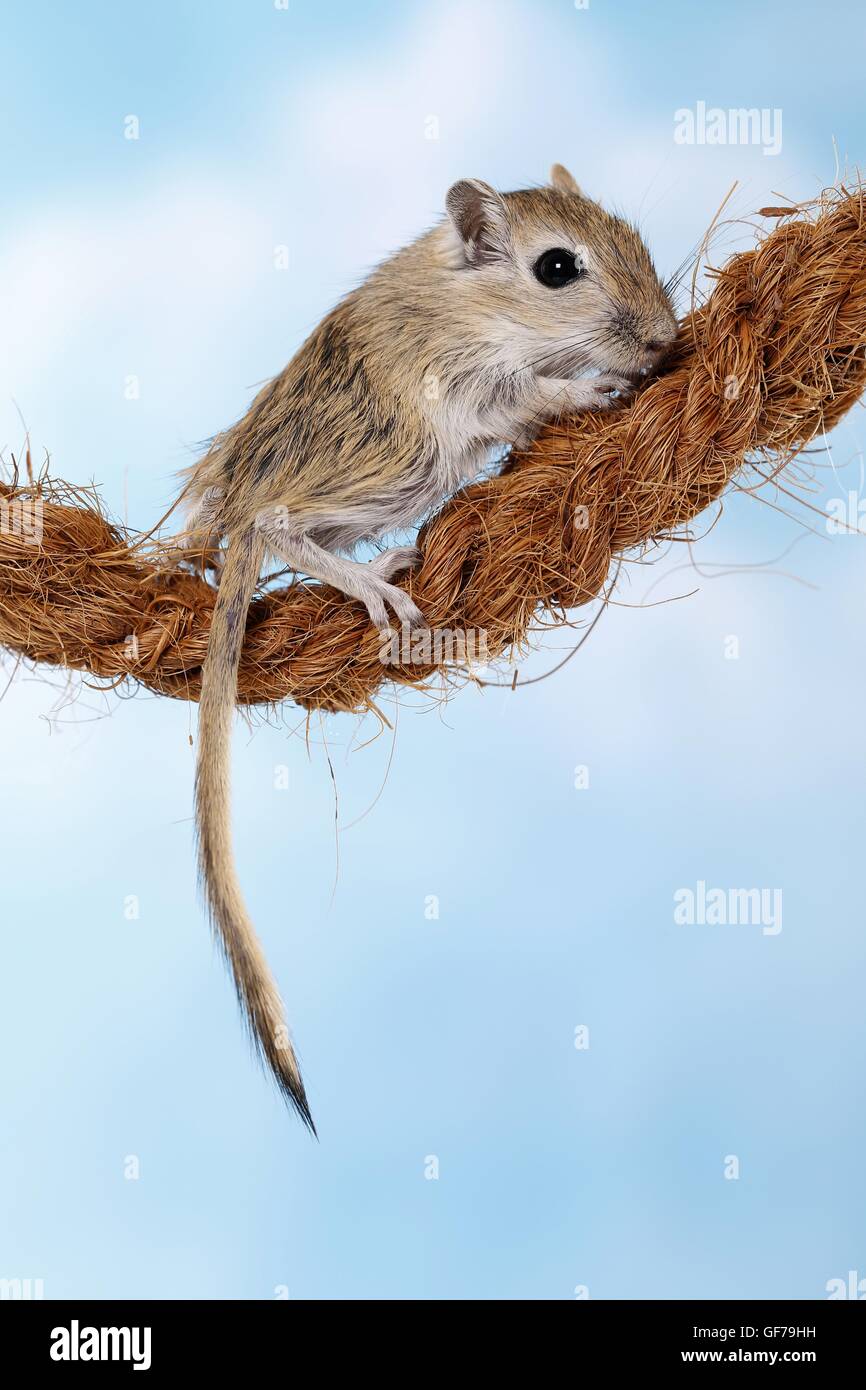 Rodent mouse with cable hi-res stock photography and images - Alamy