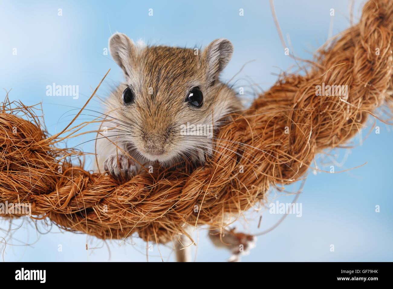 Rodent mouse with cable hi-res stock photography and images - Alamy