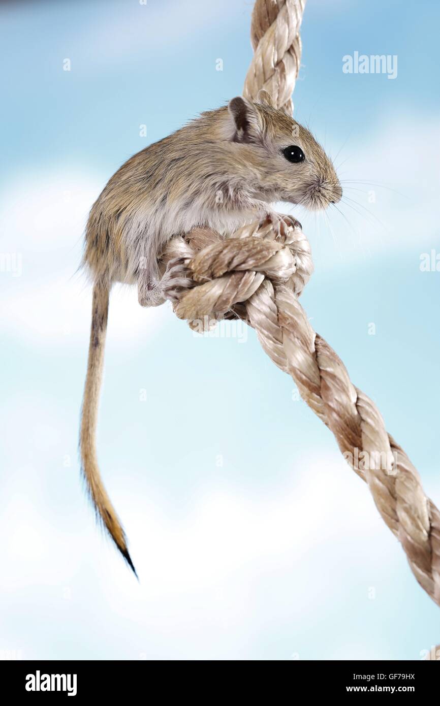 Cable lateral hi-res stock photography and images - Alamy