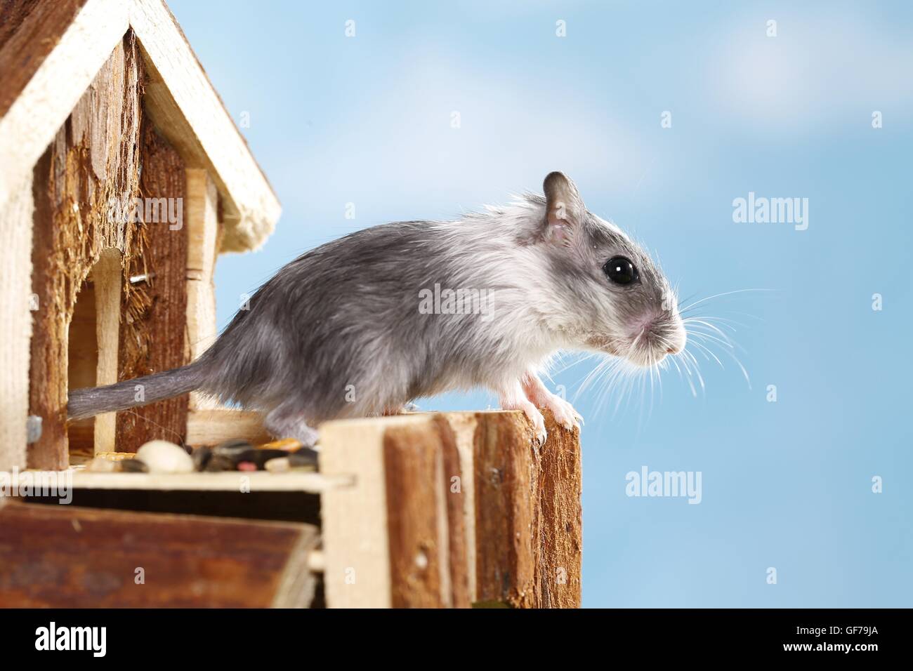 Two pet gerbils hi-res stock photography and images - Alamy