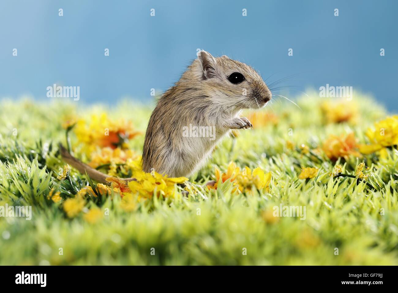 Mongolian mouse hi-res stock photography and images - Alamy