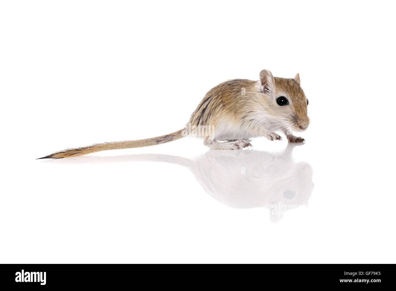 Mongolian mouse Cut Out Stock Images & Pictures - Alamy