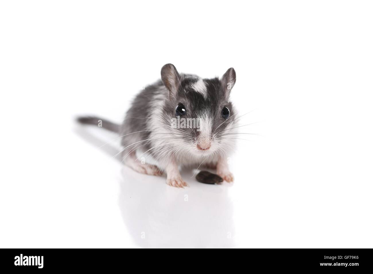 White Gerbil High Resolution Stock Photography and Images - Alamy