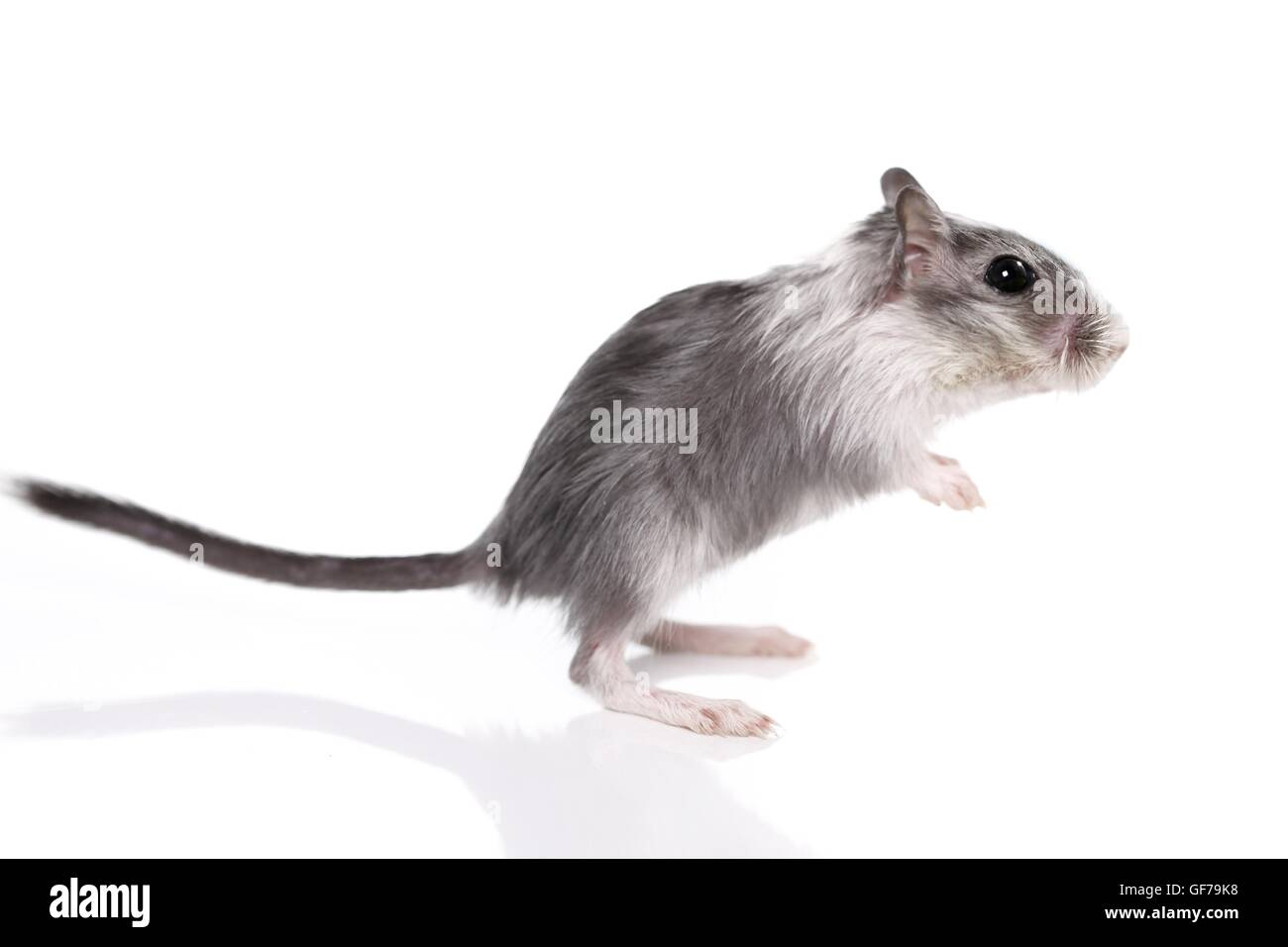 Gerbil standing hi-res stock photography and images - Alamy