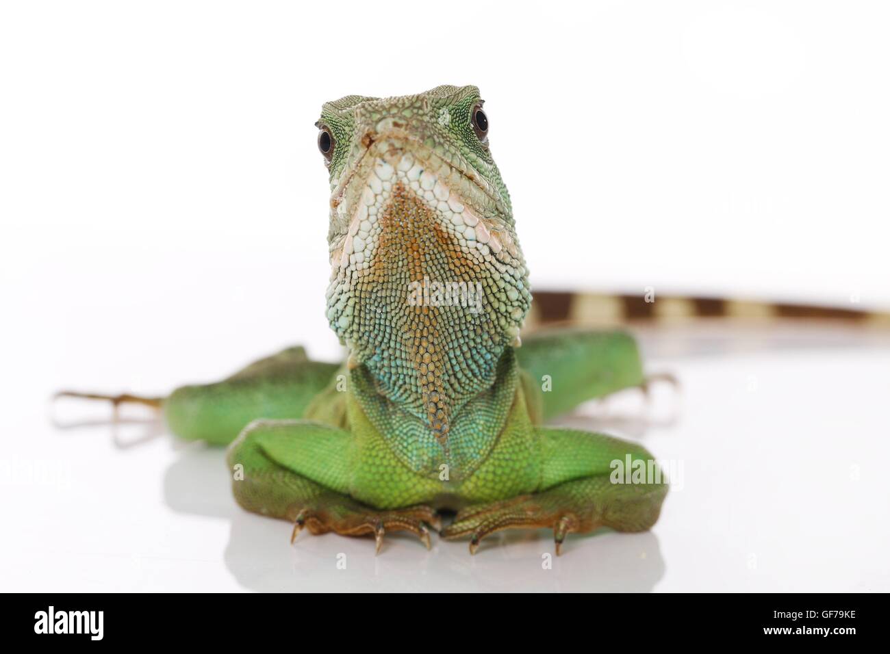 Water dragon green chinese hi-res stock photography and images - Alamy