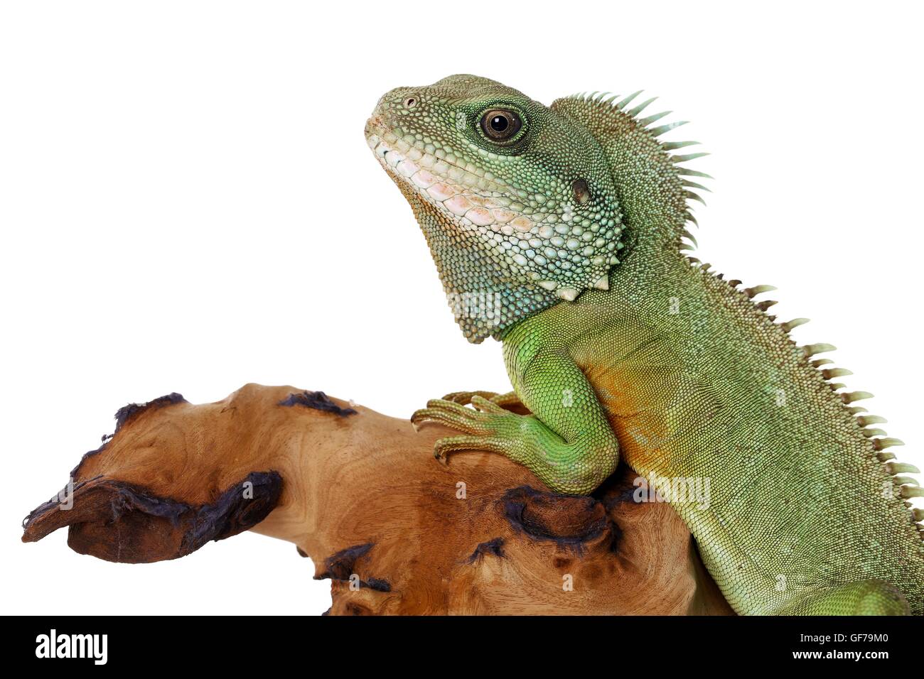Asian water dragon Stock Photo - Alamy